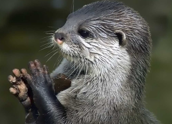"한강에 다시 나타난 반가운 손님 수달" 앞으로 어떻게 지켜나가야 될지가 앞으로의 과제